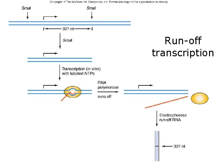S 1 nuclease mapping of the 5 end