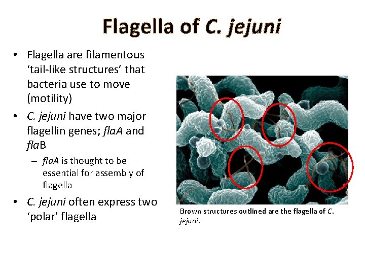 Motility of Campylobacter jejuni Campylobacter jejuni The facts