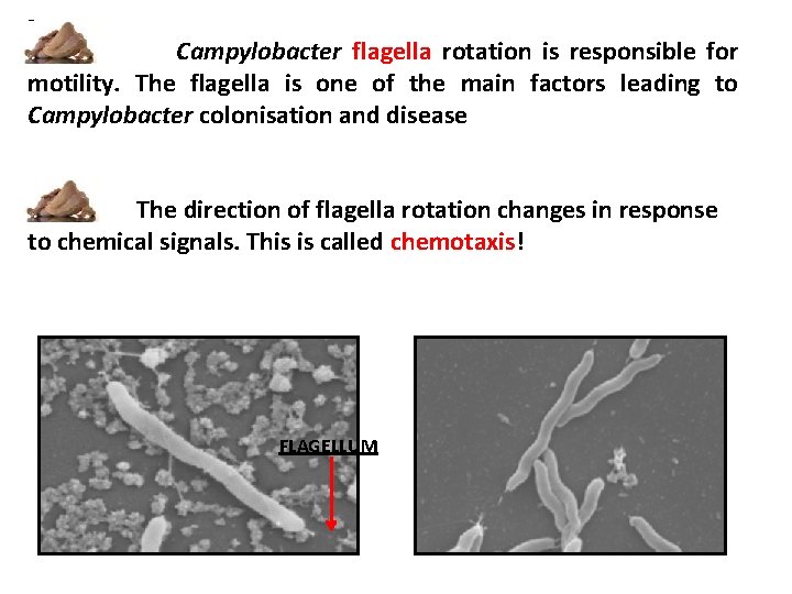 Motility of Campylobacter jejuni Campylobacter jejuni The facts