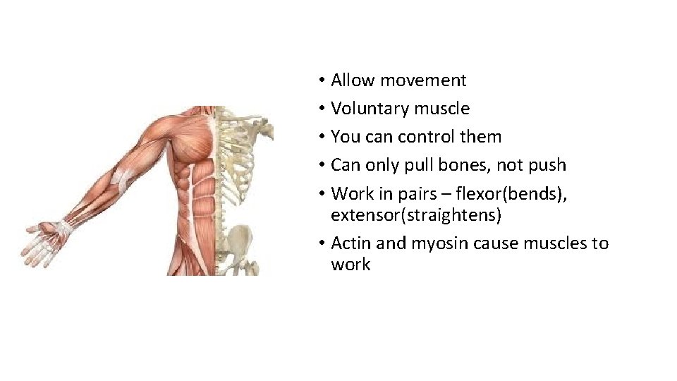 Essential Question What is the Muscular system Do