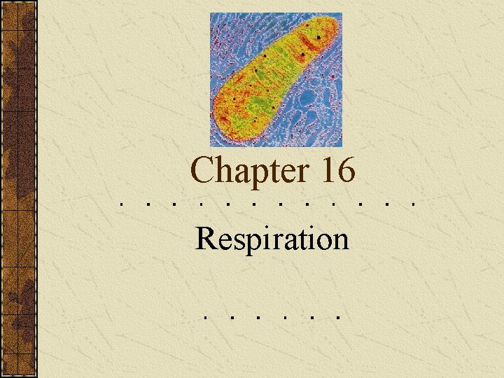 Chapter 16 Respiration Cellular internal or tissue Respiration