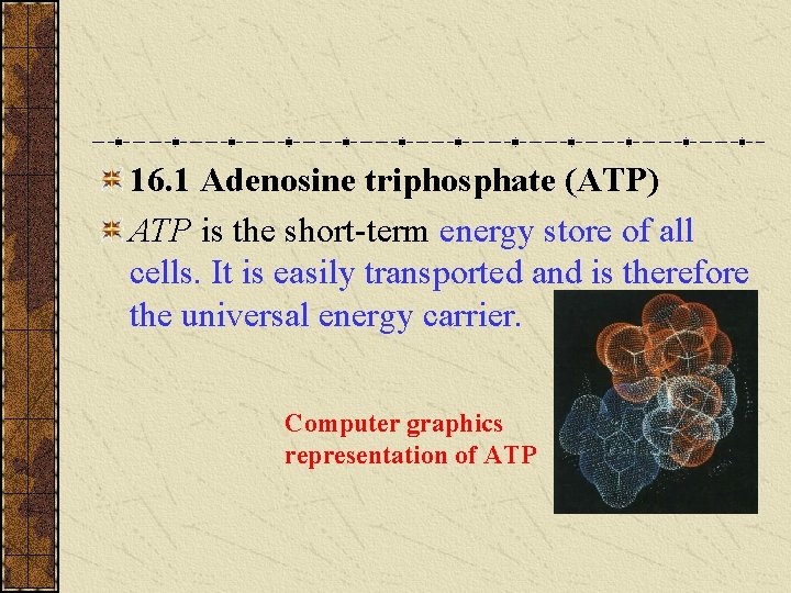 Chapter 16 Respiration Cellular internal or tissue Respiration