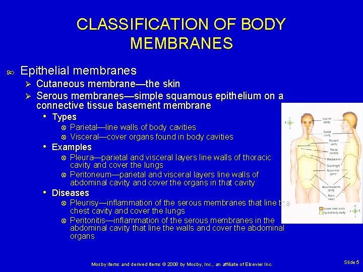 Chapter 5 The Integumentary System and Body Membranes