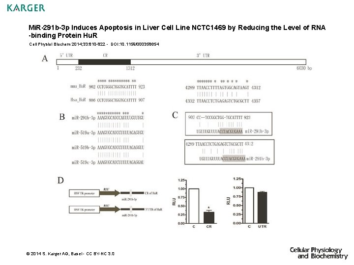 Mi R291 b3 p Induces Apoptosis in Liver