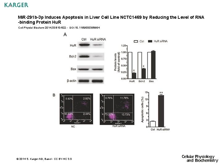 Mi R291 b3 p Induces Apoptosis in Liver