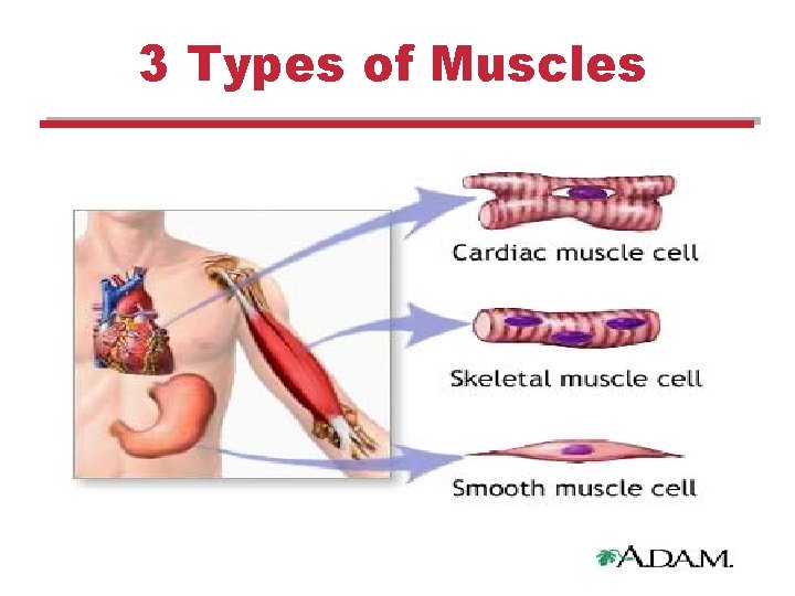 HISTOLOGY OF MUSCLES Dr SAWSAN ABBAS ALI HISTOLOGY