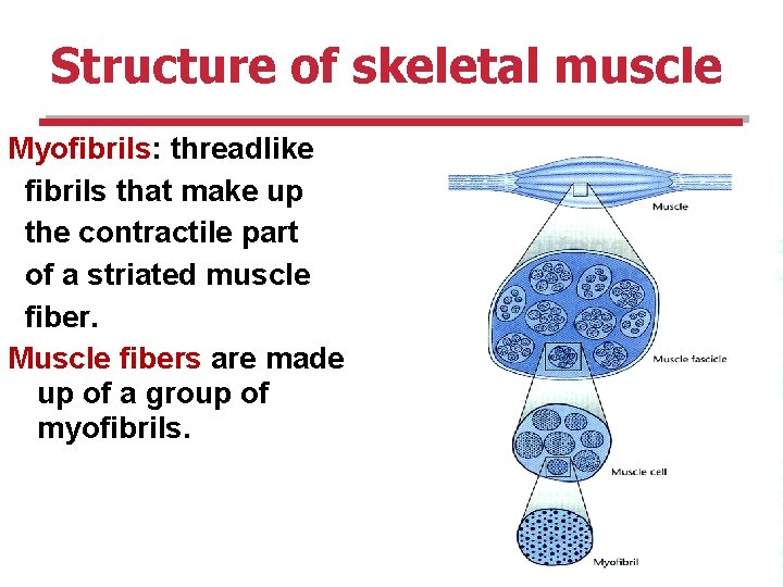 HISTOLOGY OF MUSCLES Dr SAWSAN ABBAS ALI HISTOLOGY