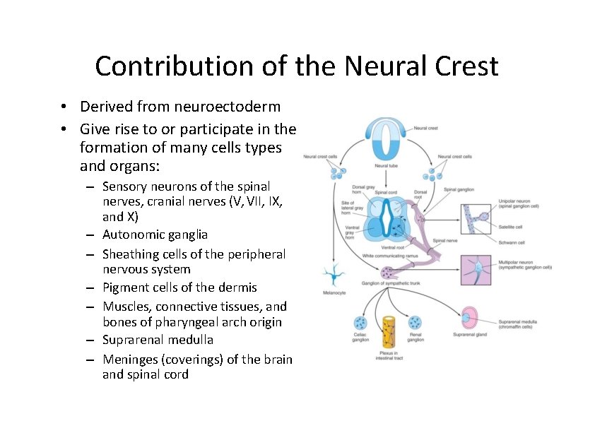 Development of the CNS Normal and Abnormal Lectures