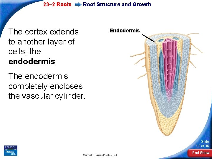 Biology Slide 1 of 36 Copyright Pearson Prentice