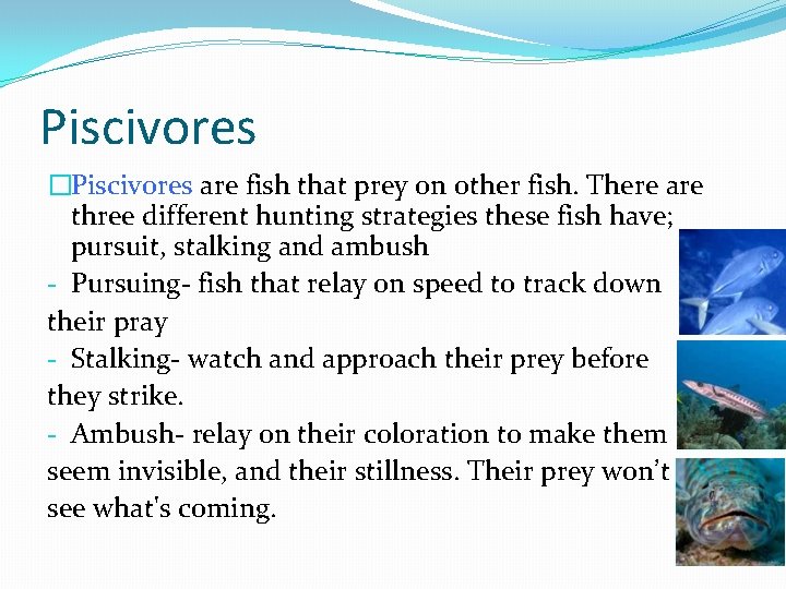 Coral Reefs What exactly are coral reefs Coral