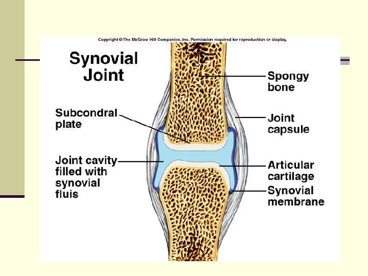 The Skeletal System The head bones connected to