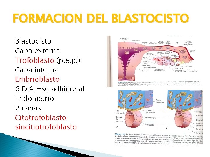 SEGMENTACION DEL CIGOTO Varias divisiones mitoticas blastomera Segmentacin