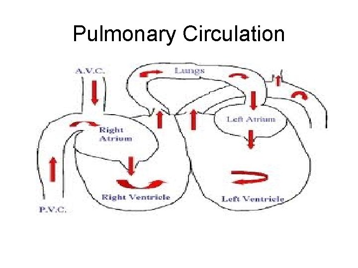 Basic Principles of the Cardiovascular System W Lynne