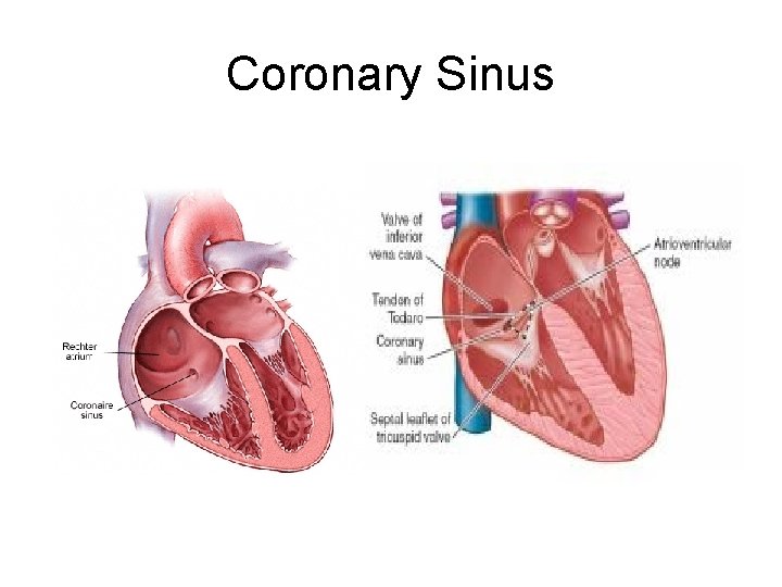 Basic Principles of the Cardiovascular System W Lynne