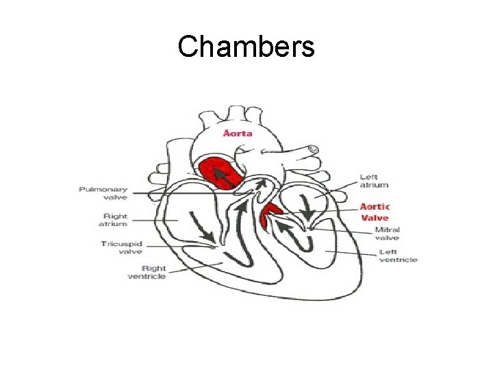 Basic Principles of the Cardiovascular System W Lynne