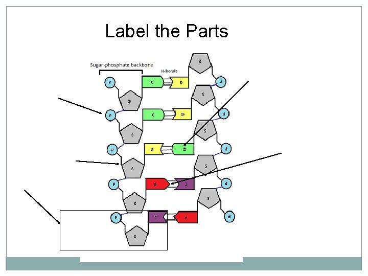 6 A RS DNA Identify components of DNA