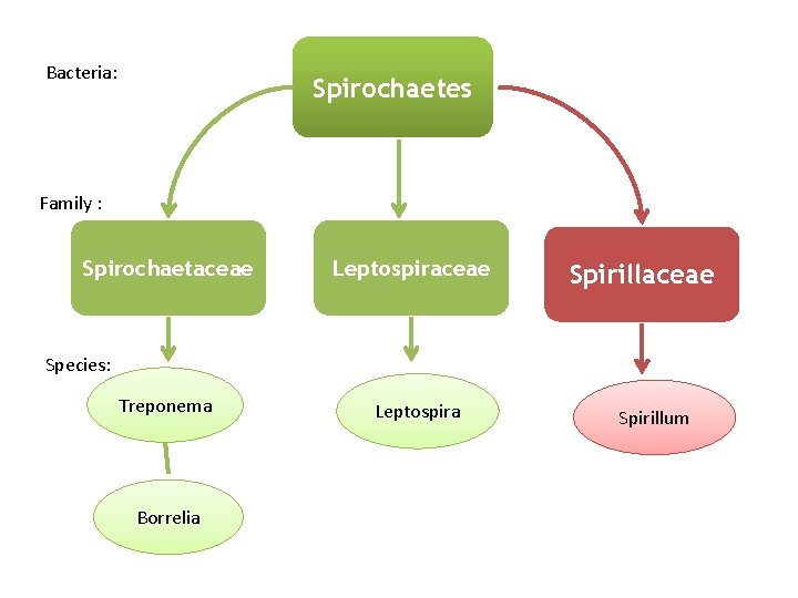 Spirillaceae Bacteria Spirochaetes Family Spirochaetaceae ...