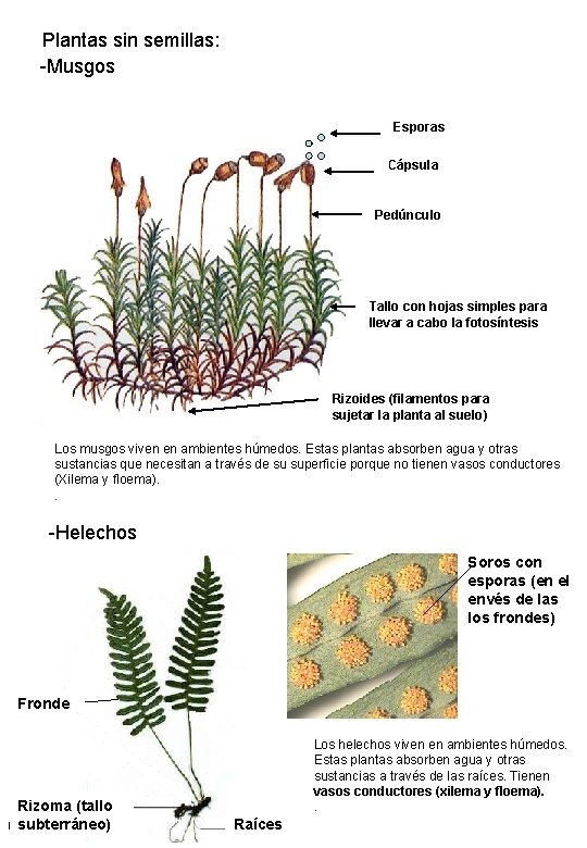 Plantas sin semillas Musgos Esporas Cpsula Pednculo Tallo