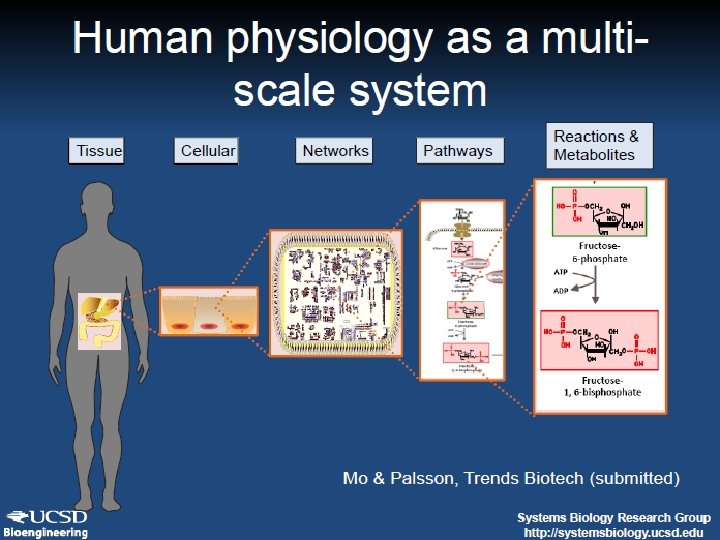 Biological Network Analysis Human Metabolic Network Tomer Shlomi