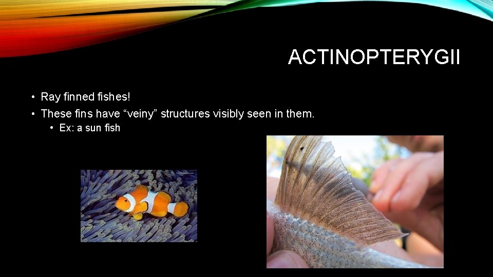 HOT SEAT Vertebrate edition CLASS OSTEICHTHYES This group