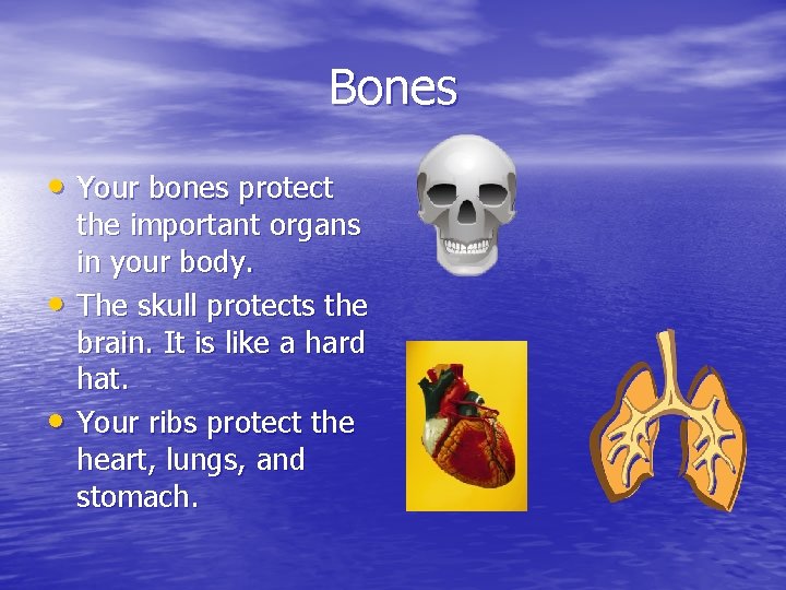 Your Skeletal System Bones Your bones are part