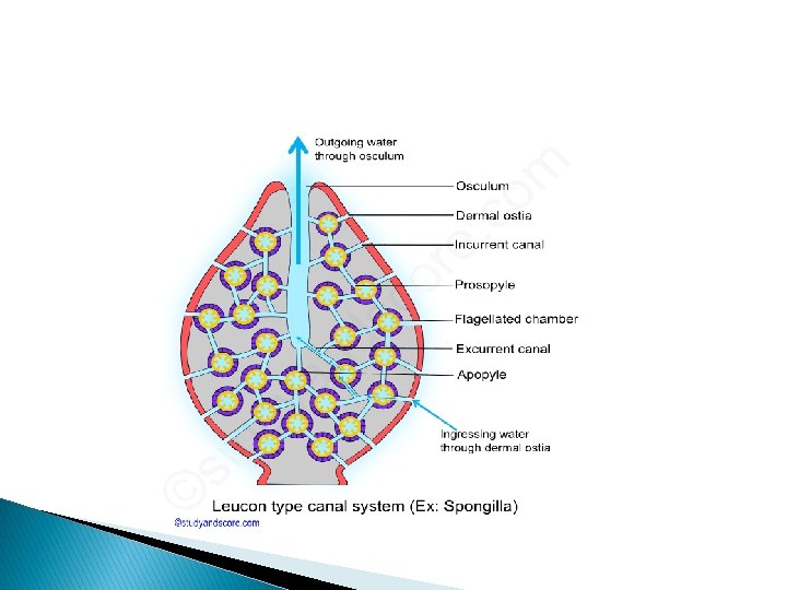 Phylum Porifera General characteristics All are aquatic inhabitant