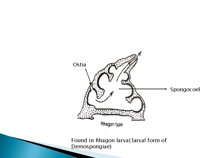 Phylum Porifera General characteristics All are aquatic inhabitant