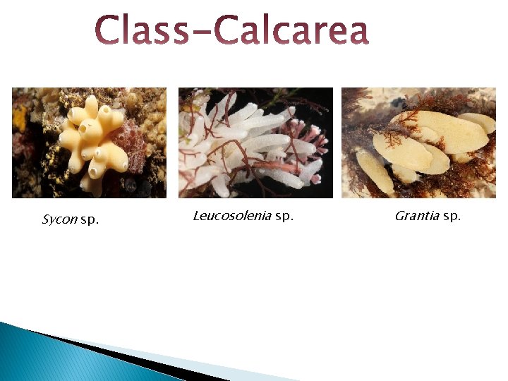 Phylum Porifera General characteristics All are aquatic inhabitant
