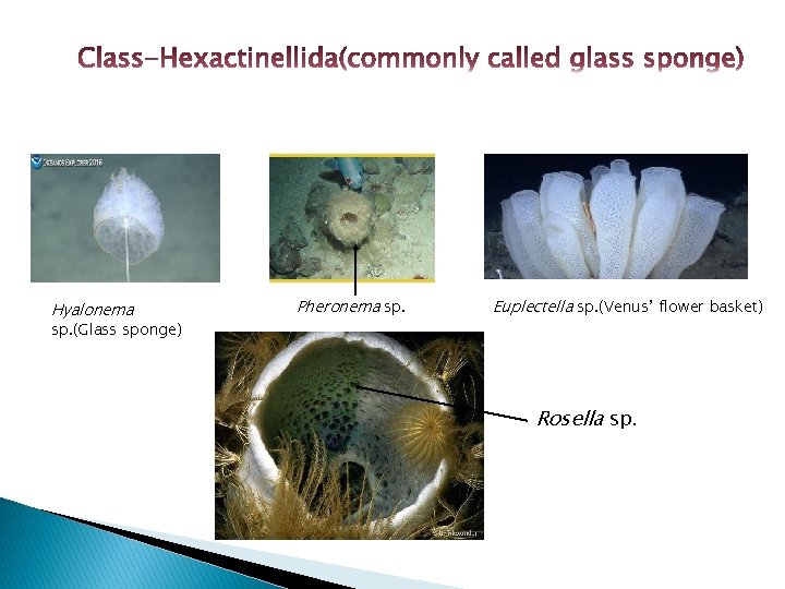 Phylum Porifera General characteristics All are aquatic inhabitant