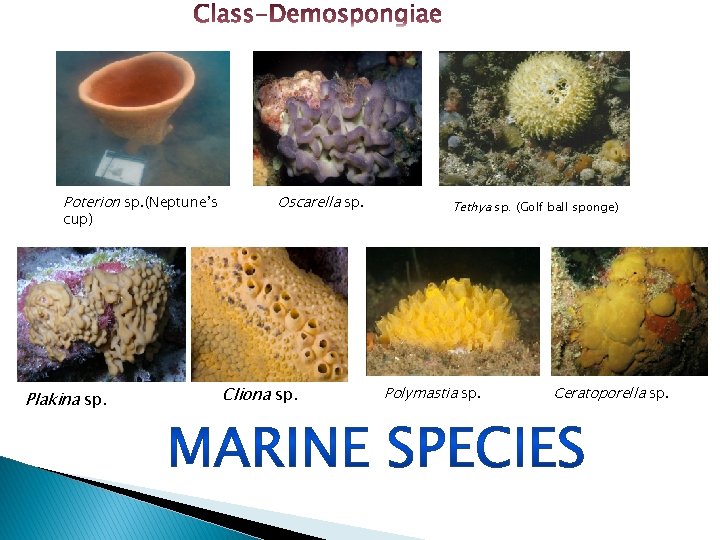 Phylum Porifera General characteristics All are aquatic inhabitant