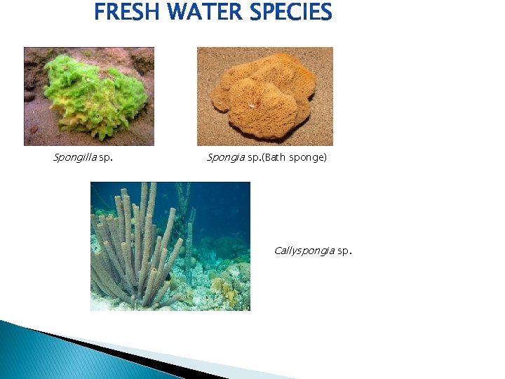 Phylum Porifera General characteristics All are aquatic inhabitant