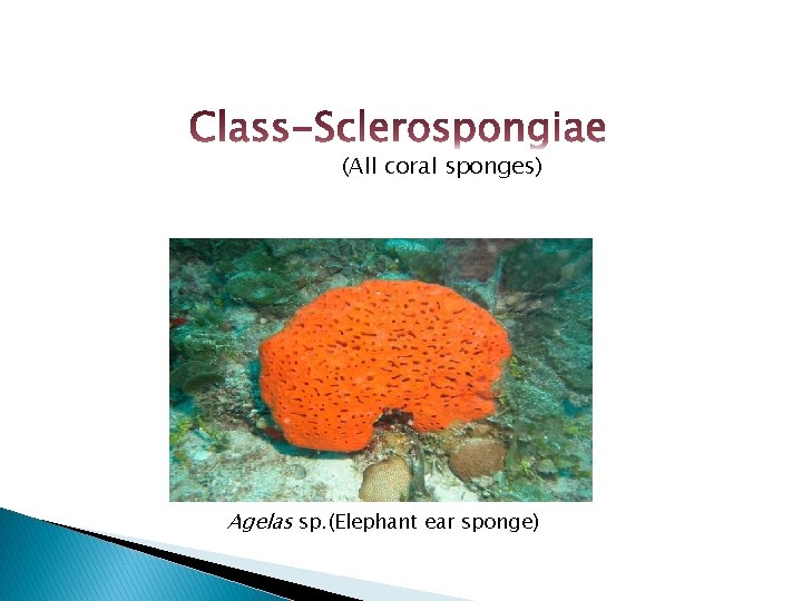 Phylum Porifera General characteristics All are aquatic inhabitant