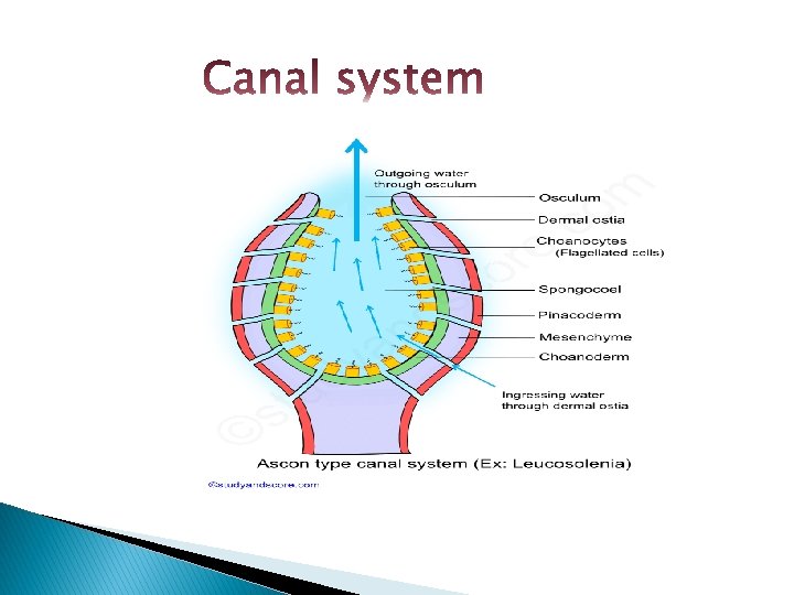 Phylum Porifera General characteristics All are aquatic inhabitant