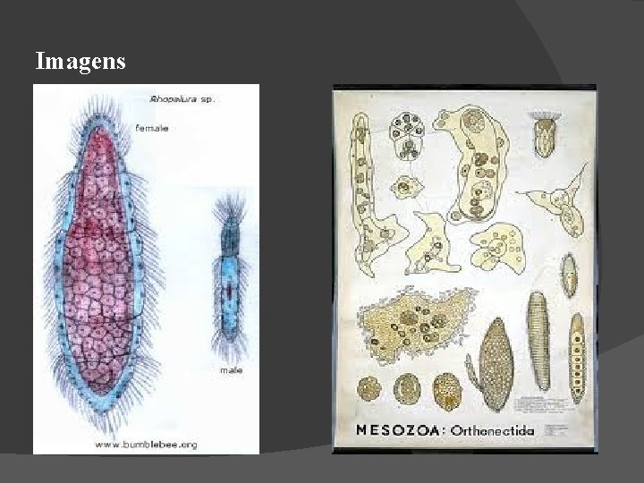 Phylum Orthonectida Caractersicas gerais Orthonectida do grego orthos