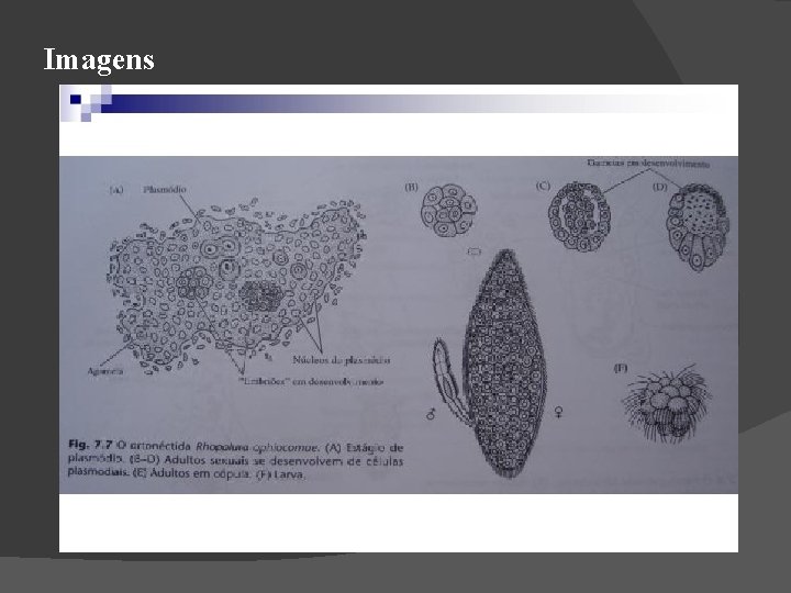 Phylum Orthonectida Caractersicas gerais Orthonectida do grego orthos