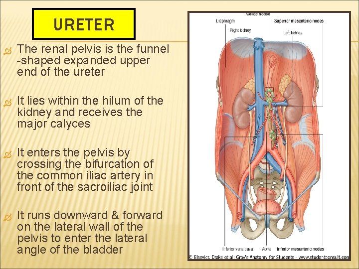 FUNCTIONAL ANATOMY OF KIDNEYS URETERS SUPRARENAL GLANDS By