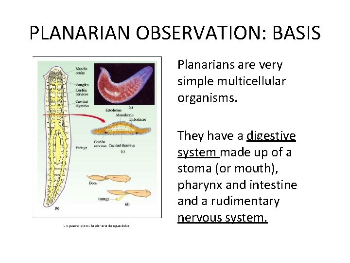 PLANARIAN OBSERVATION BASIS Planarians are very simple multicellular
