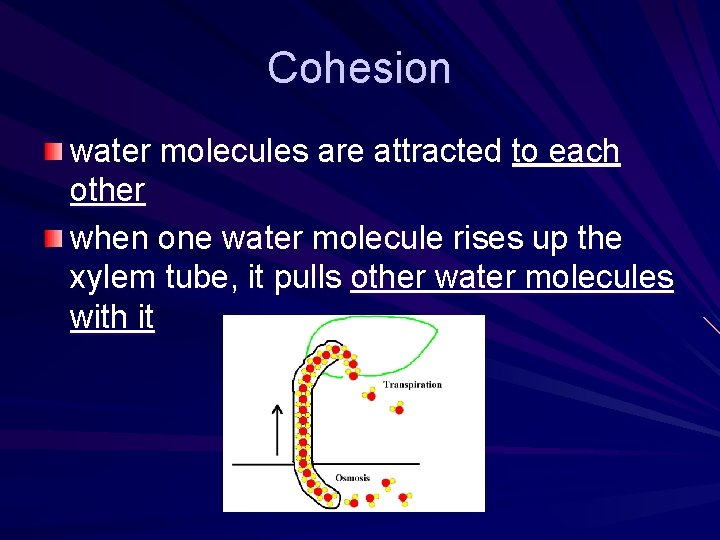 Science 10 Unit C BIOLOGY Chapter 3 Plants