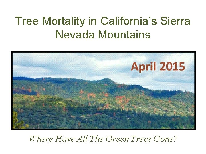 Tree Mortality in Californias Sierra Nevada Mountains Where