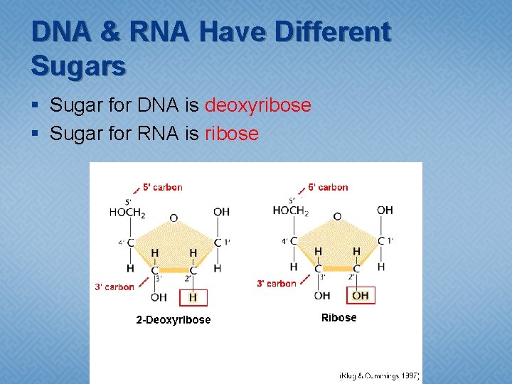 Nucleic Acids Section 3 5 Learning Objectives Describe