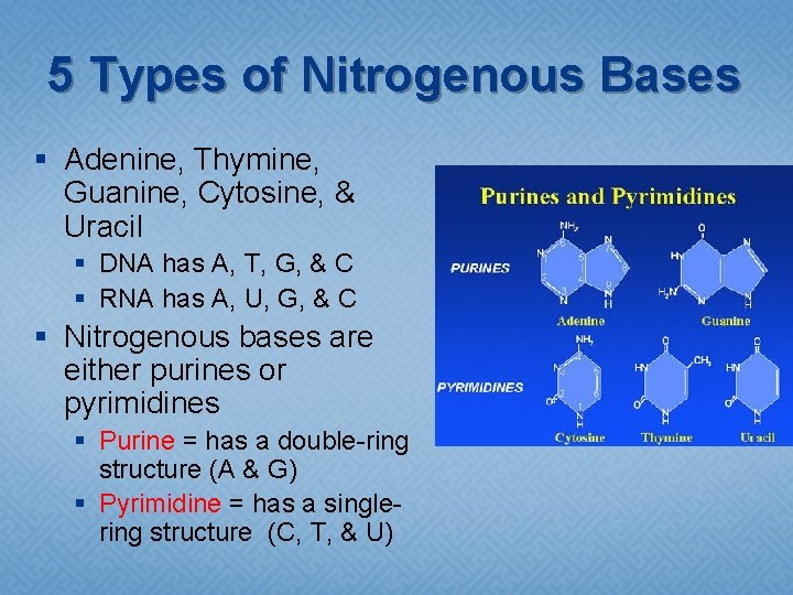 Nucleic Acids Section 3 5 Learning Objectives Describe