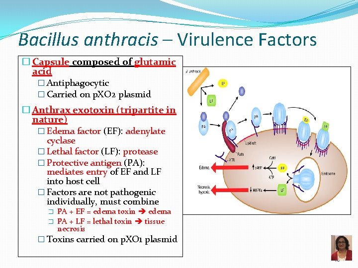 Lower Respiratory Tract Infections Part 2 Bacterial infections