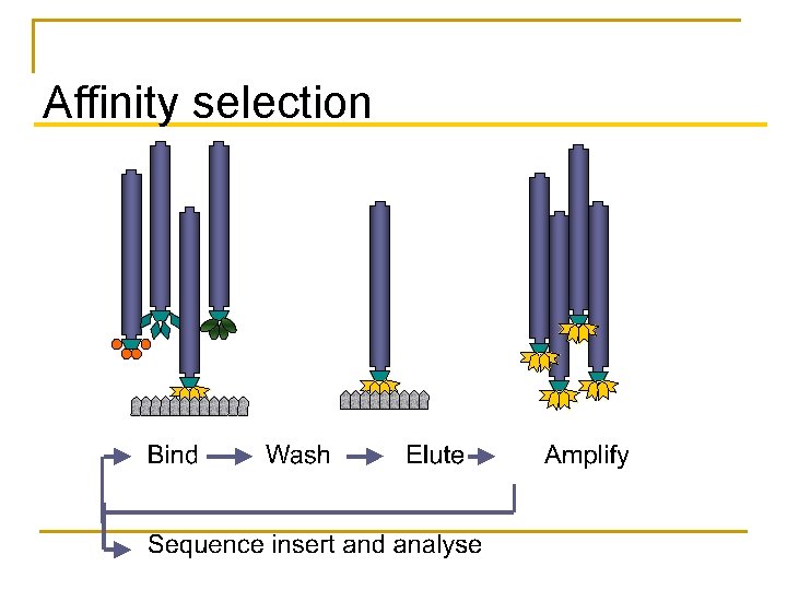 Vigdis Lauvrak Bio 4600 H 2003 Phage display