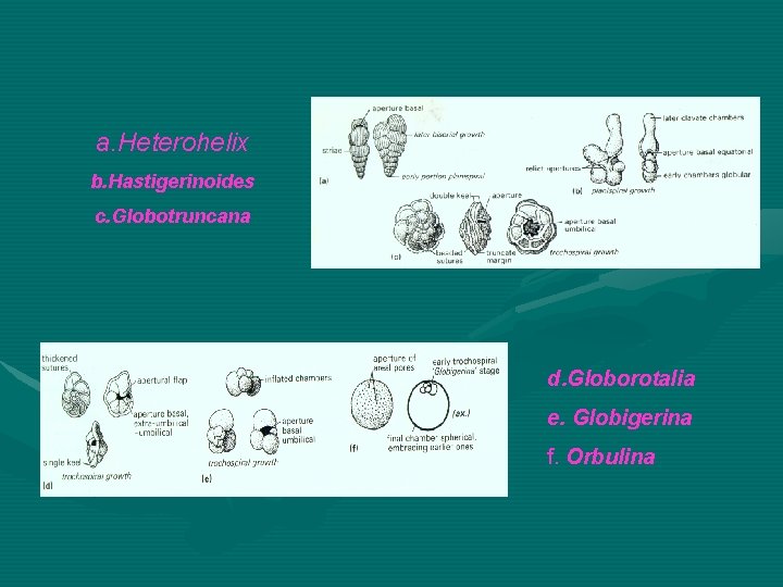 Lecture 11 Superfamily Globigerinacea Superfamily Globigerinacea The ...