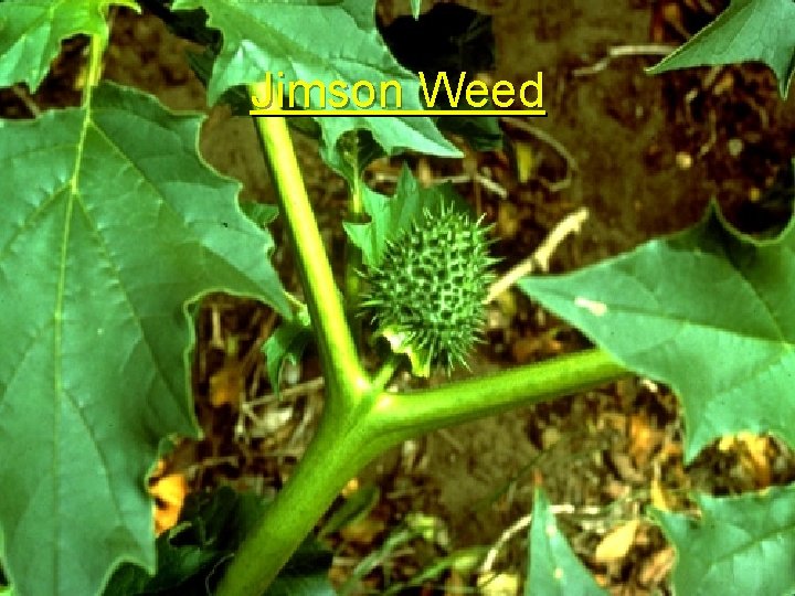 Poisonous Plants S David Baker R Ph CSPI