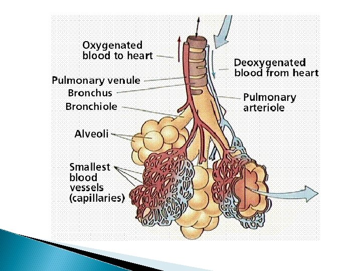 Gaseous Exhange in the Lungs By Emaad Basith
