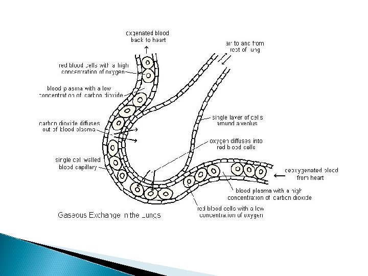 Gaseous Exhange in the Lungs By Emaad Basith
