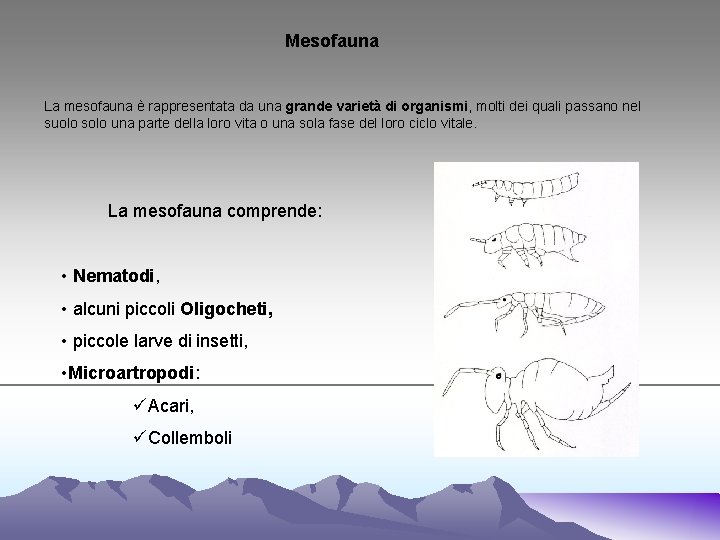 Mesofauna La mesofauna rappresentata da una grande variet