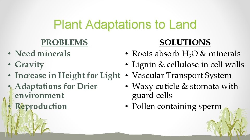Introduction to Plants Chapter 21 What is a