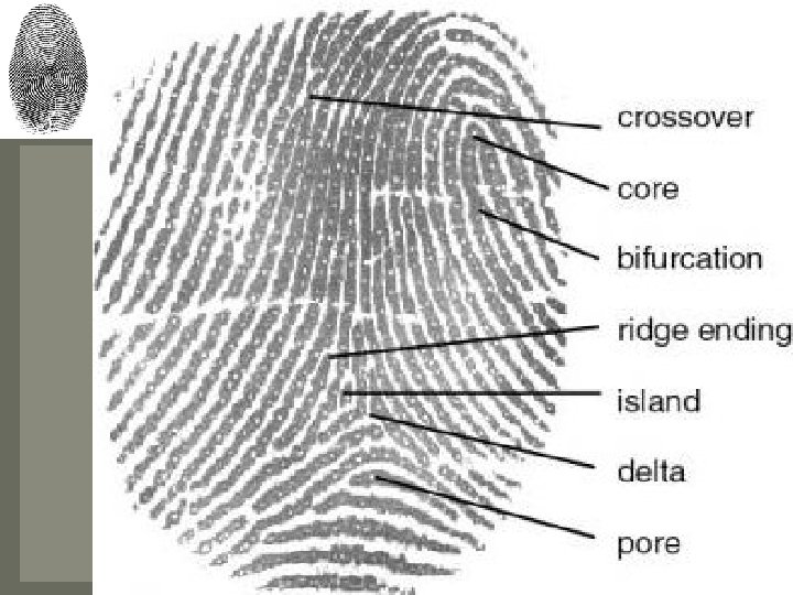 Fingerprints dactylograms CHS Forensics Topics History Fundamental ...